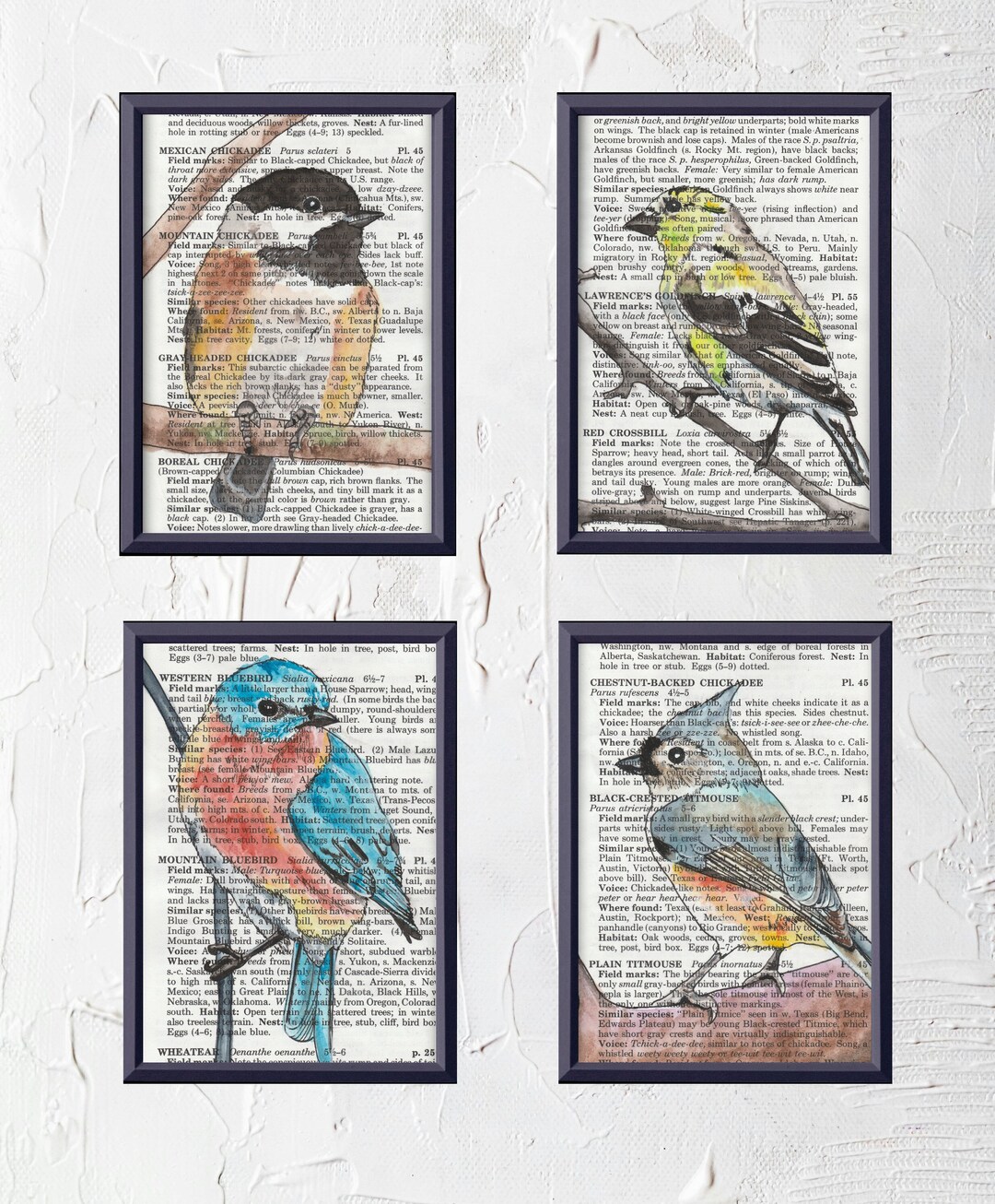 Watercolor Bird Prints on Field Guide Pages | Bird Lovers Gift ...