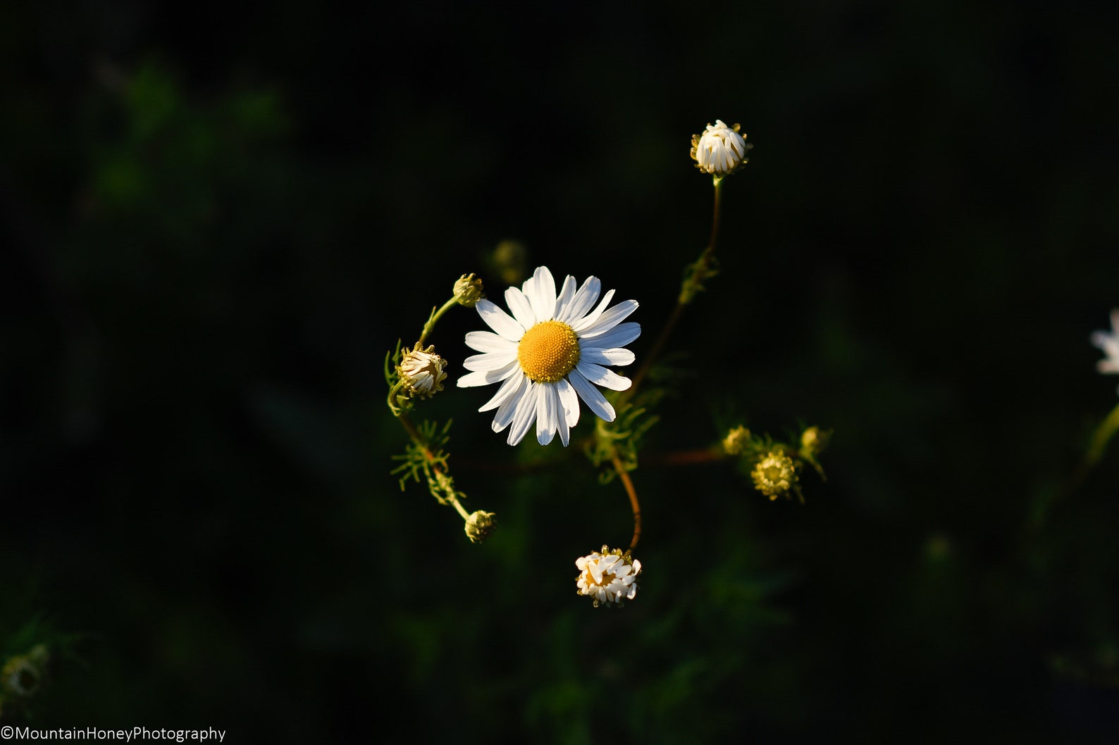 Daisy Flower Photography - Etsy