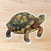 Box Turtle Sticker - Etsy