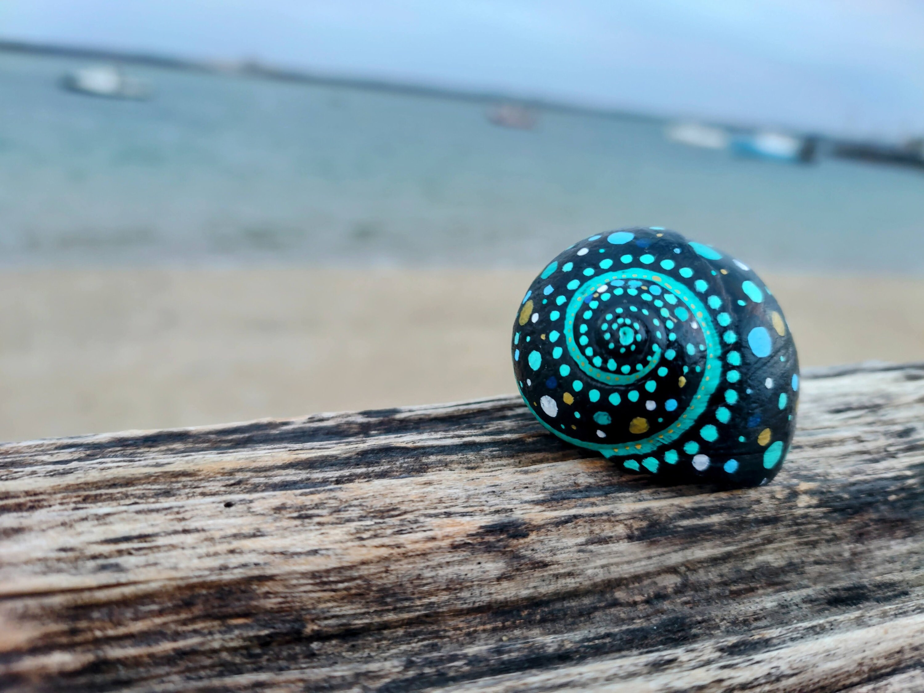 Moon Snail Shell - Hand Painted - Etsy