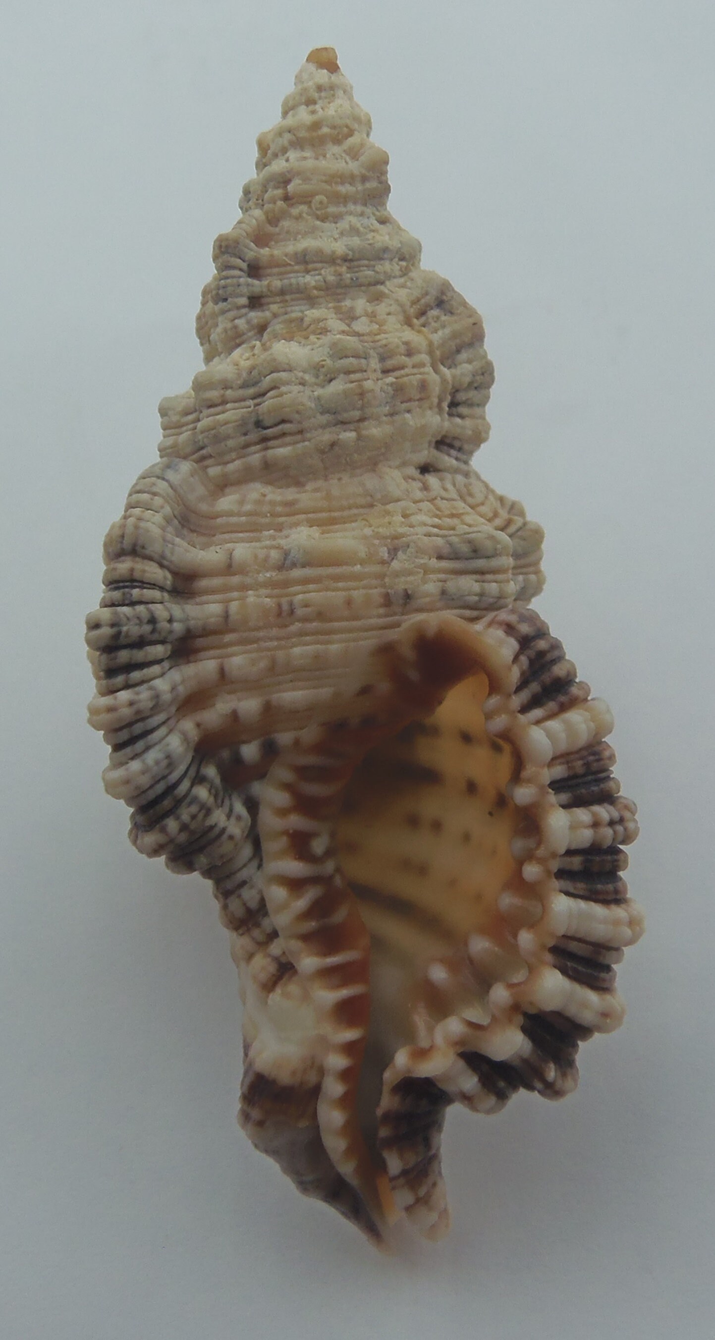 Seashells Nicobar Hairy Triton Monoplex Nicobaricus - Etsy