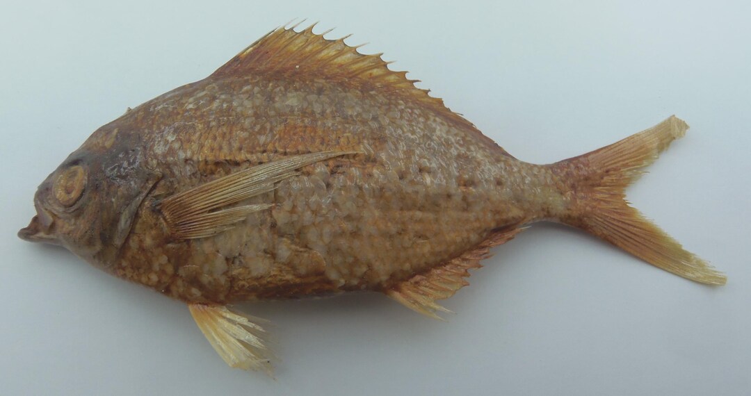 Redbelly Yellowtail Fusilier Caesio Cuning Fish Taxidermy Oddities - Etsy