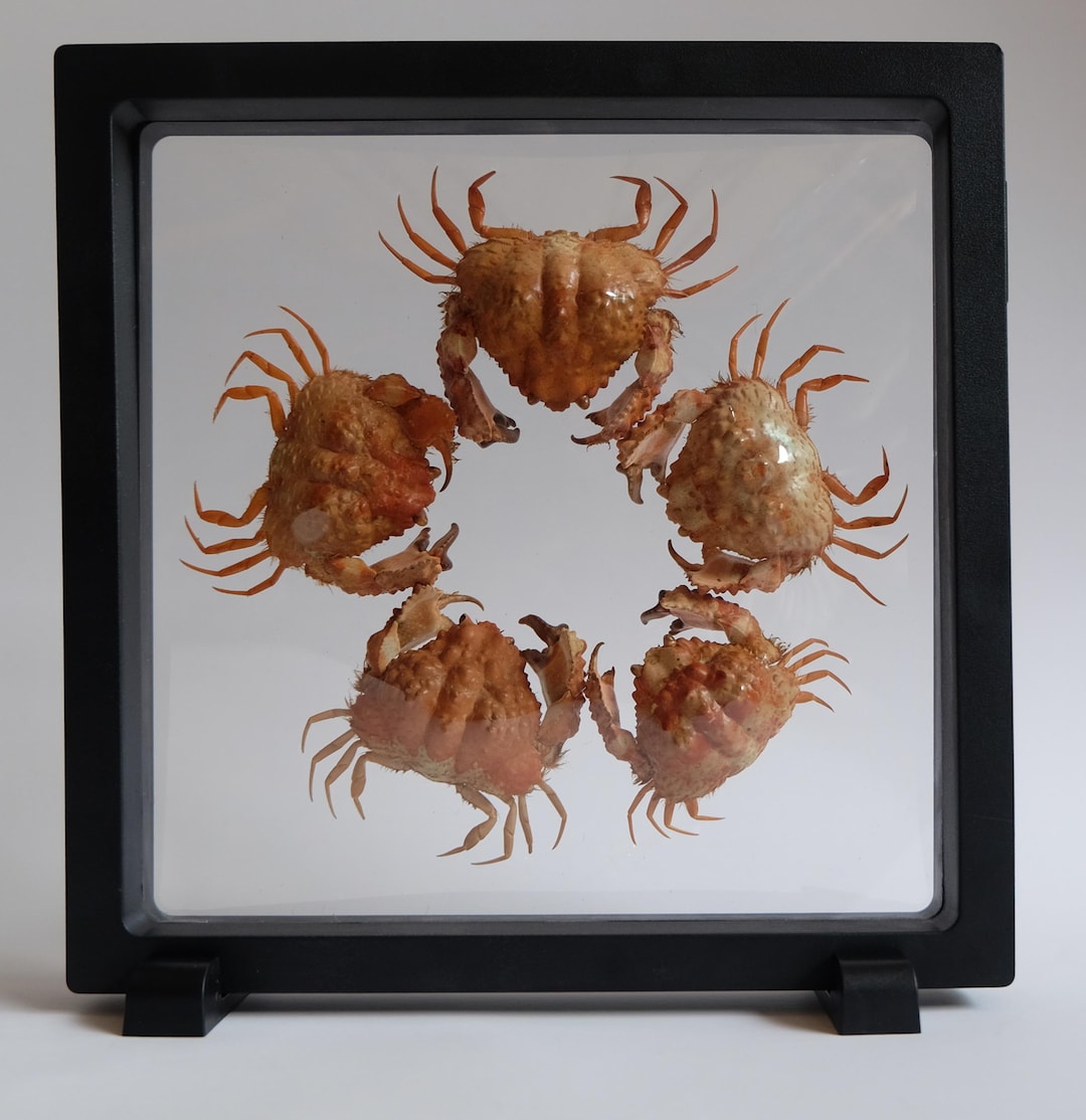 Lumpy Box Crab Calappa Gallus Crab Taxidermy Oddities - Etsy