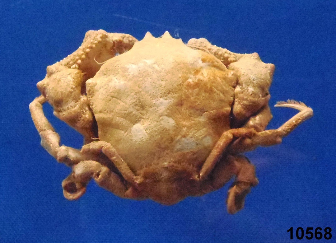 Preserved Crab Specimen Sponge Crab Conchoecetes Artificiosus Marine ...