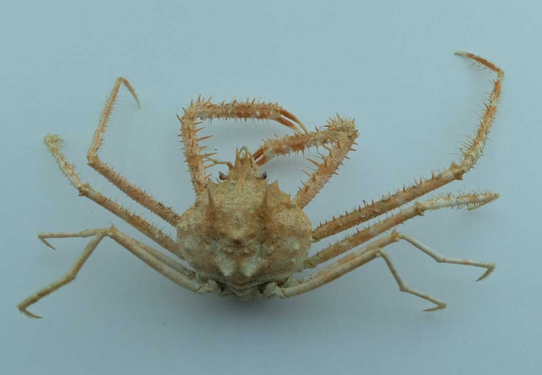 Preserved Crab Specimen Spider Crab Cyrtomaia Murrayi Marine Taxidermy ...