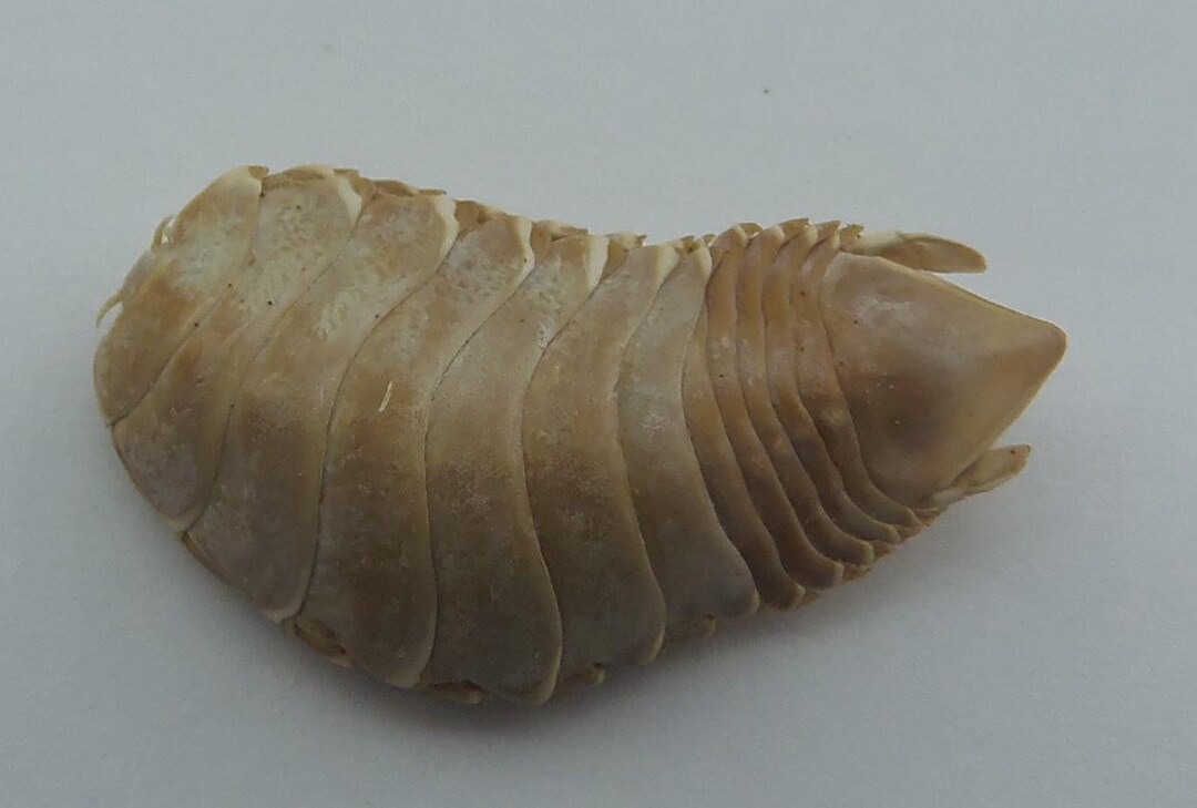 Isopod Norileca Indica Crab Taxidermy Oddities - Etsy