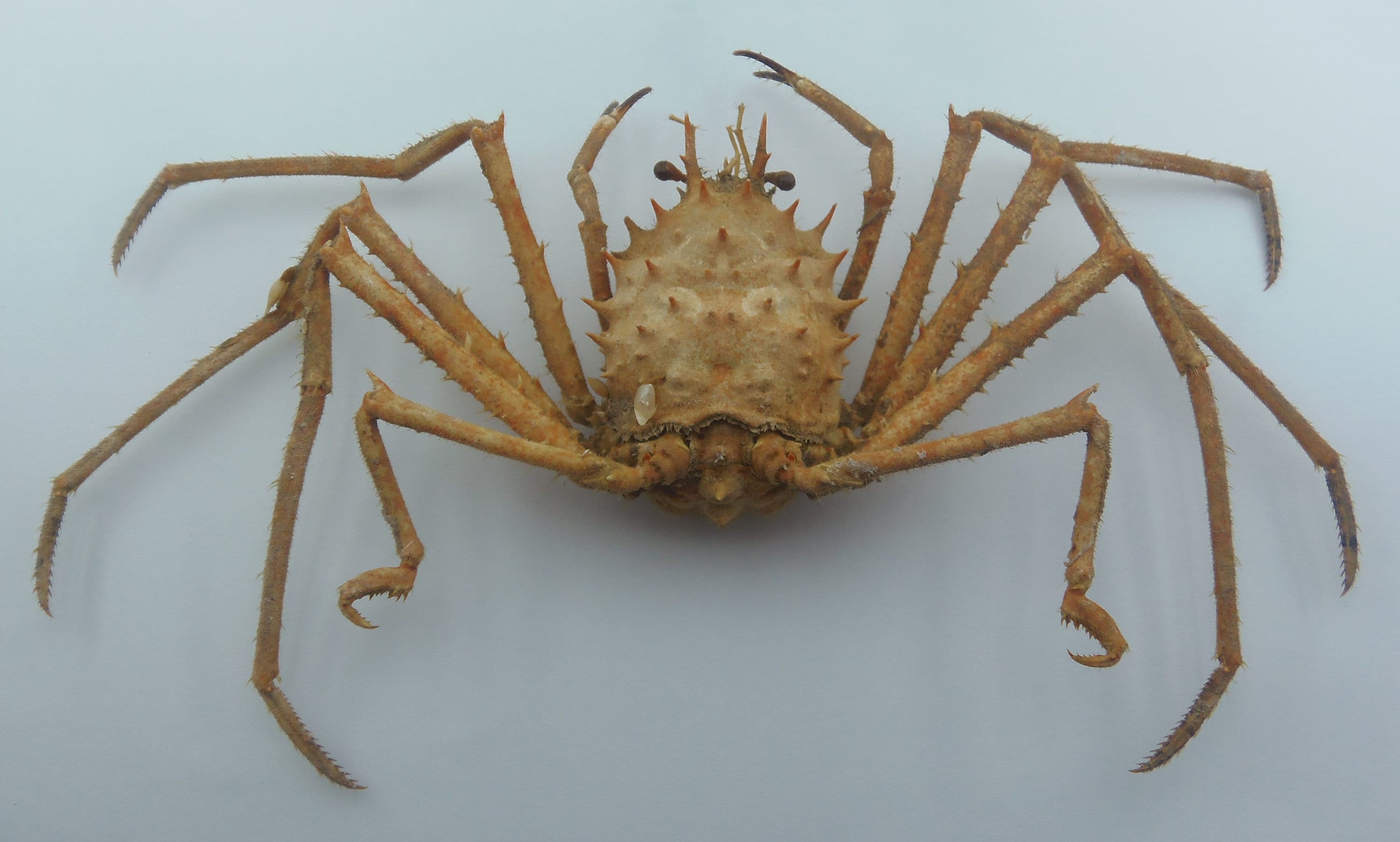 Spider Crab Moloha Acutispina Crab Taxidermy Oddities - Etsy