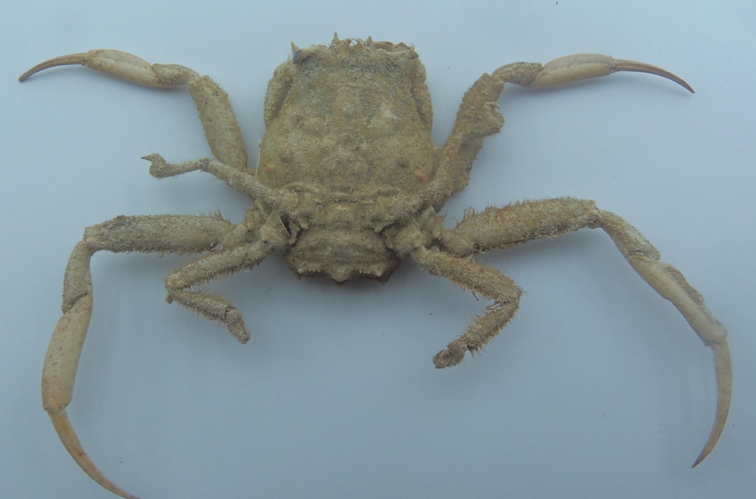 Samurai Crab Dorippe Quadridens Crab Taxidermy Oddities - Etsy