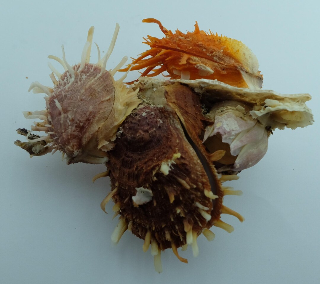 Seashells Bunch of Spondylus Spondylidae Sp. - Etsy