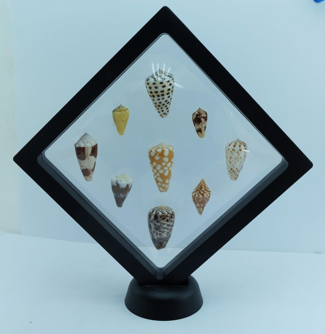 Philippine Cone Shells Assorted Cone Shells Oddities Taxidermy - Etsy
