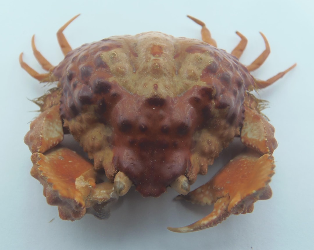 Lumpy Box Crab Calappa Gallus Crab Taxidermy Oddities - Etsy