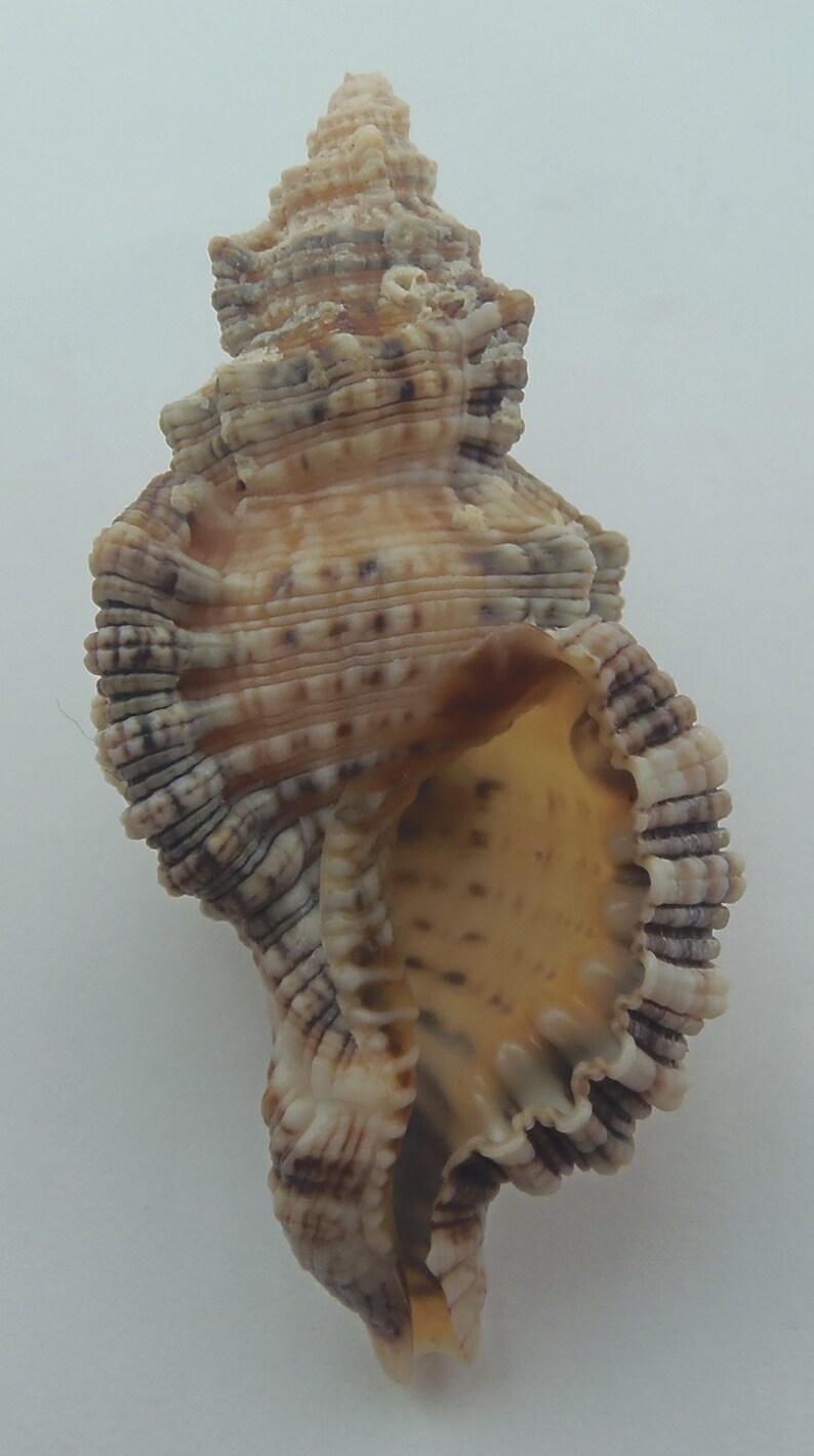 Seashells Nicobar Hairy Triton Monoplex Nicobaricus - Etsy