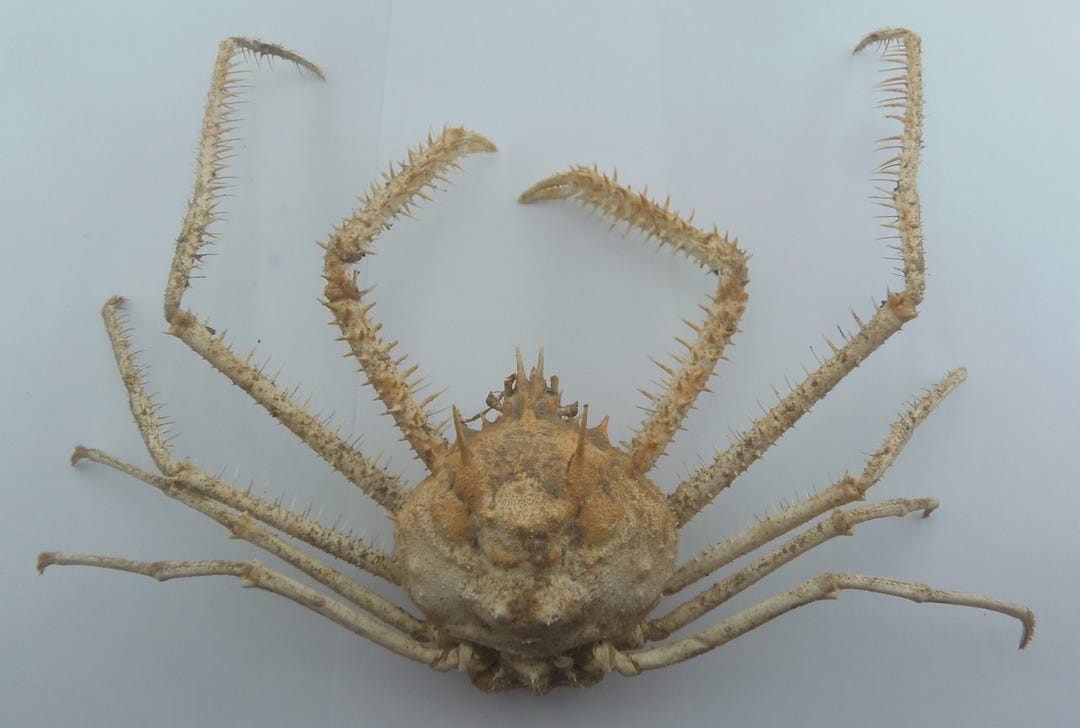 Preserved Crab Specimen Spider Crab Cyrtomaia Horrida Marine Taxidermy ...