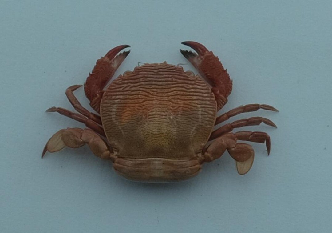 Urchin Commensal Crab Lissocarcinus Arkati Crab Taxidermy Oddities - Etsy