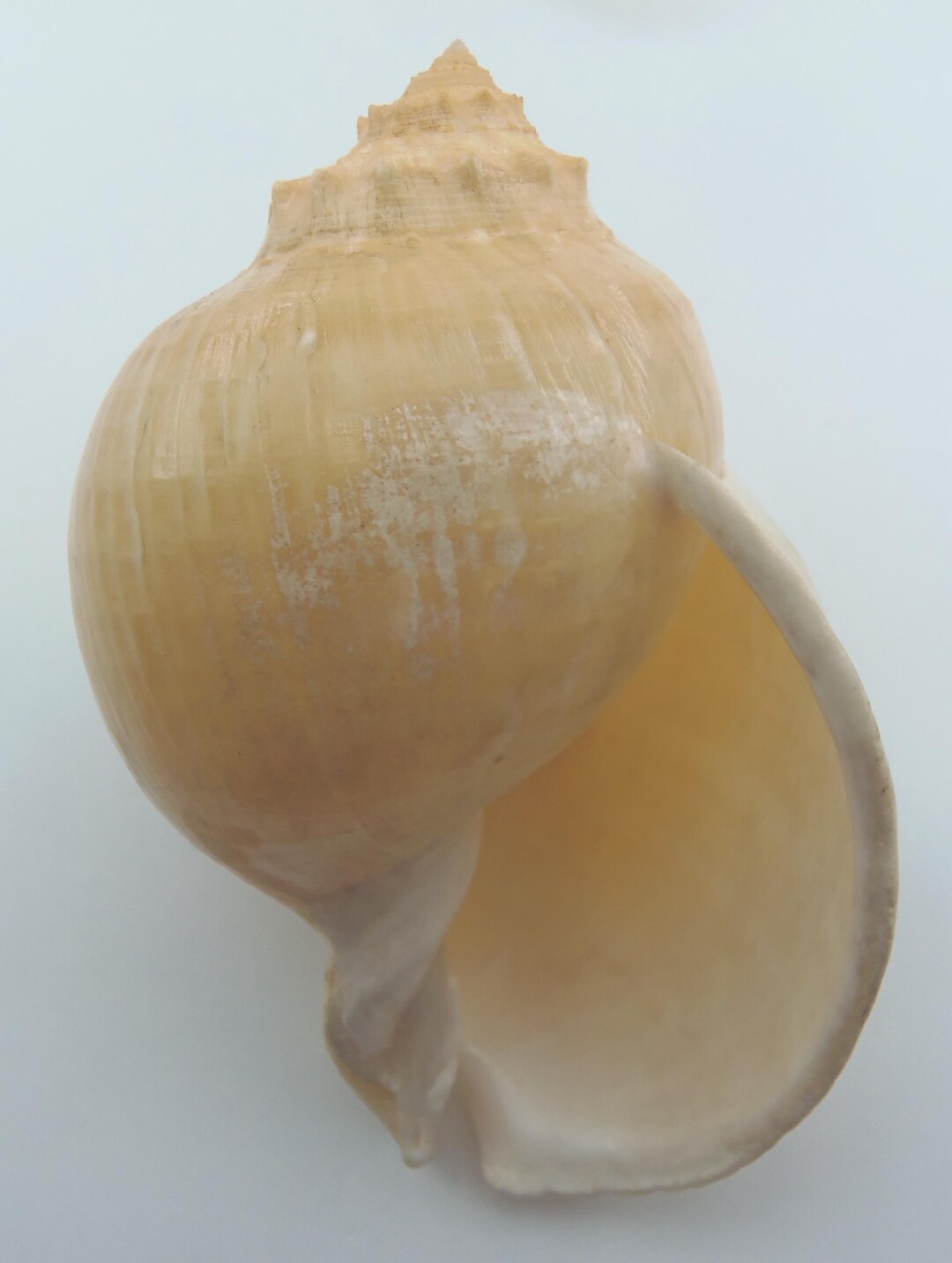 Seashells Bonnet Snails Echinophoria Wyvillei - Etsy