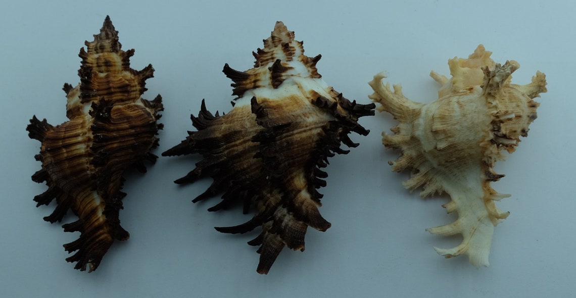 Philippine Murex Shells Assorted Murex Shells Oddities Taxidermy - Etsy