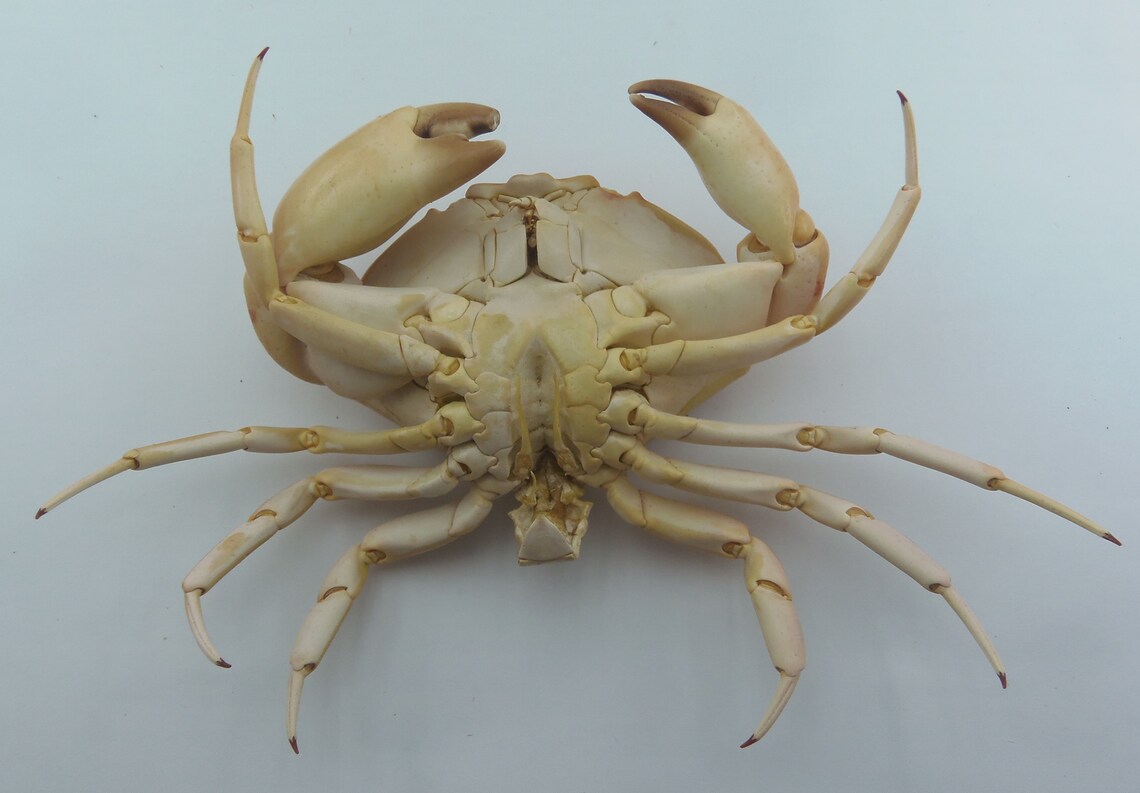 Red Reef Crab Atergatis Subdentatus Crab Taxidermy Oddities - Etsy