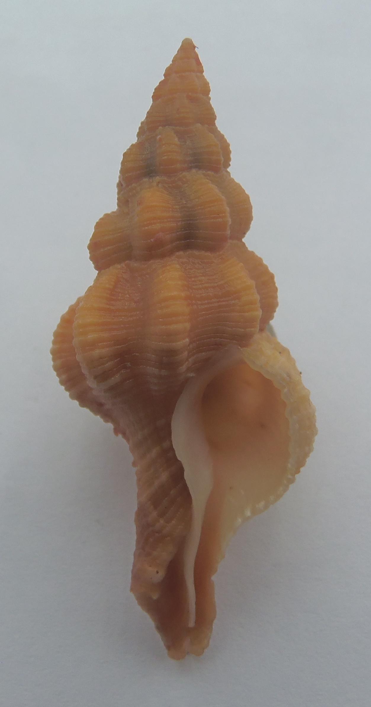 Seashells Spindle Snails Fusolatirus Paetelianus - Etsy