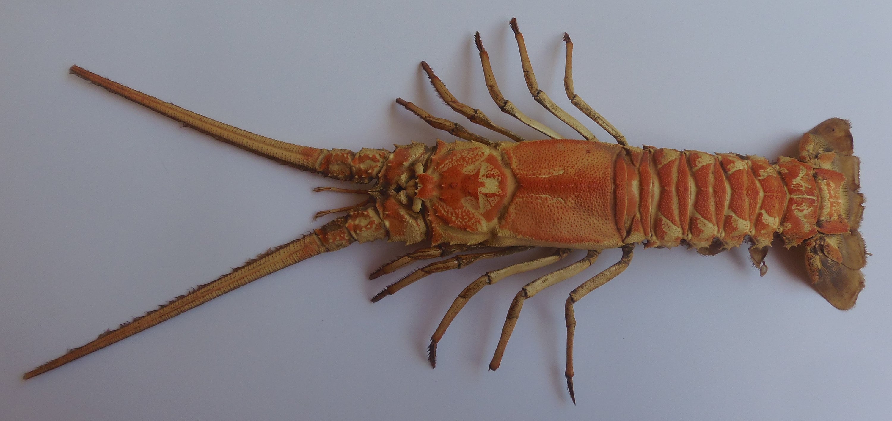 Japanese Spear Lobster Linuparus Trigonus Crab Taxidermy Oddities - Etsy