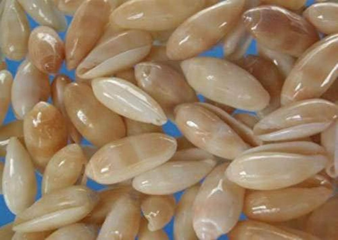 Craftshells Sailors Valentine Rice Shells Volvarina Philippinarum - Etsy