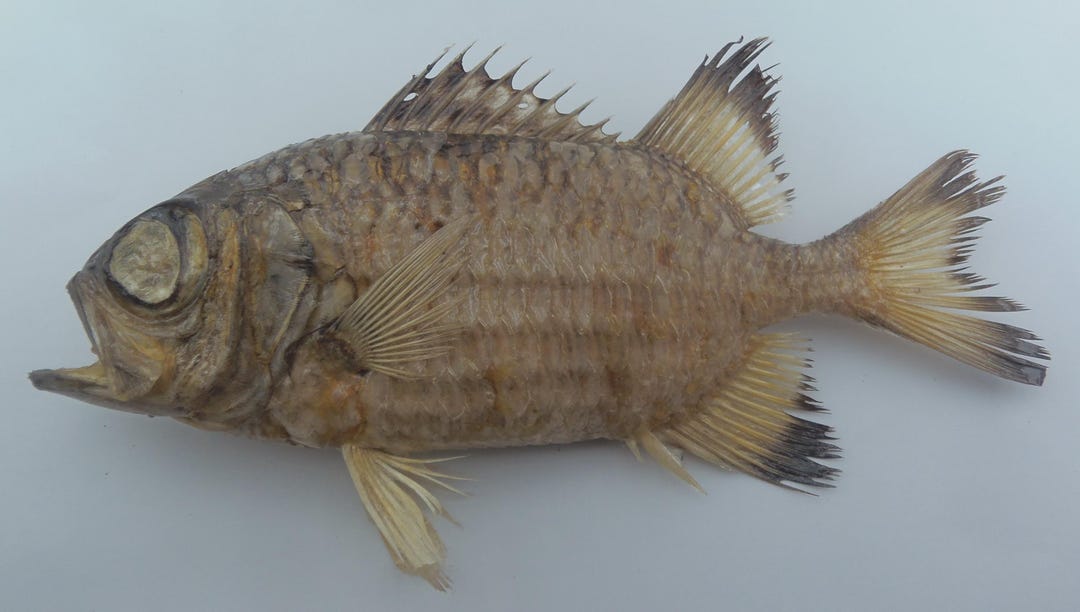 Shadowfin Soldierfish Myripristis Adusta Fish Taxidermy Oddities - Etsy