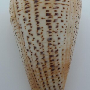 Seashells Surat Cone Conus Suratensis - Etsy