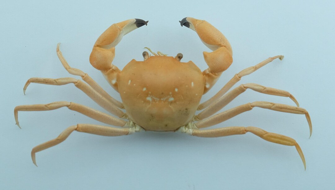 Preserved Crab Specimen Crab Thyraplax Crosnieri Marine Taxidermy ...