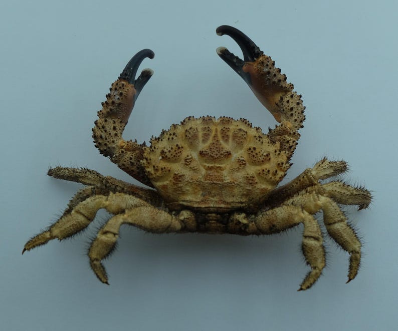 Preserved Crab Specimen Stone Crab Cyclodius Ungulatus Marine Taxidermy ...
