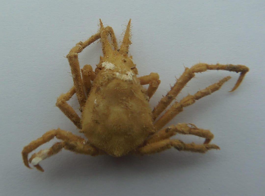Spider Crab Hyastenus Convexus Crab Taxidermy Oddities - Etsy