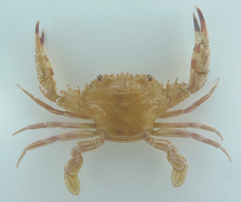 Preserved Crab Specimen Indo- Pacific Crab Swimming Crab Charybdis ...
