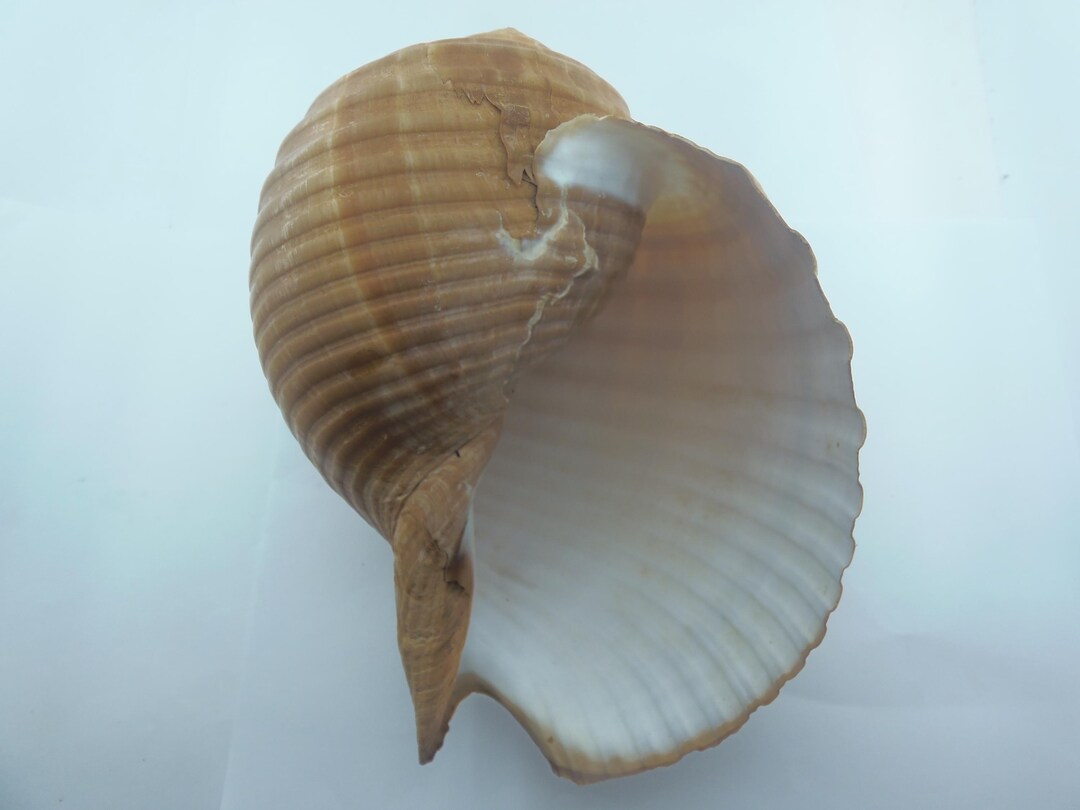 Seashells Tun Shells Tonna Ampullacea - Etsy