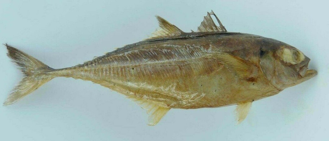 Torpedo Scad Megalaspis Cordyla Fish Taxidermy Oddities - Etsy