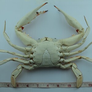 Crucifix Crab Charybdis Feriata Crab Taxidermy Oddities - Etsy