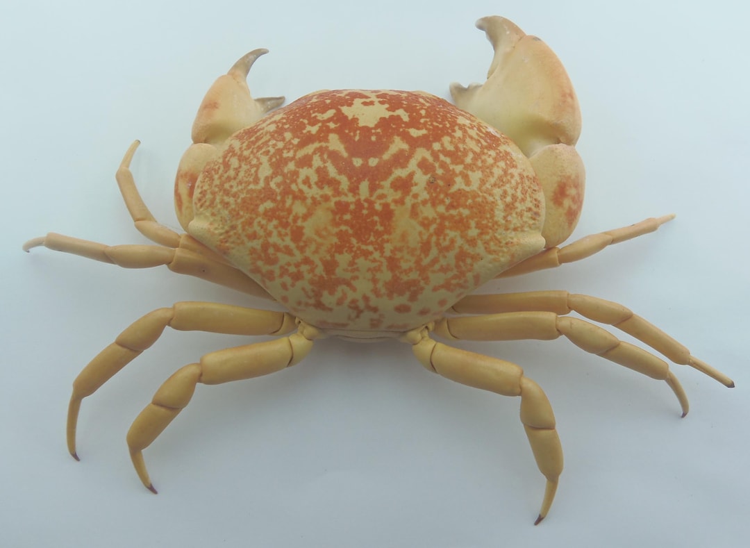Preserved Crab Specimen Marbled Stone Crab Carpilius Convexus Marine ...