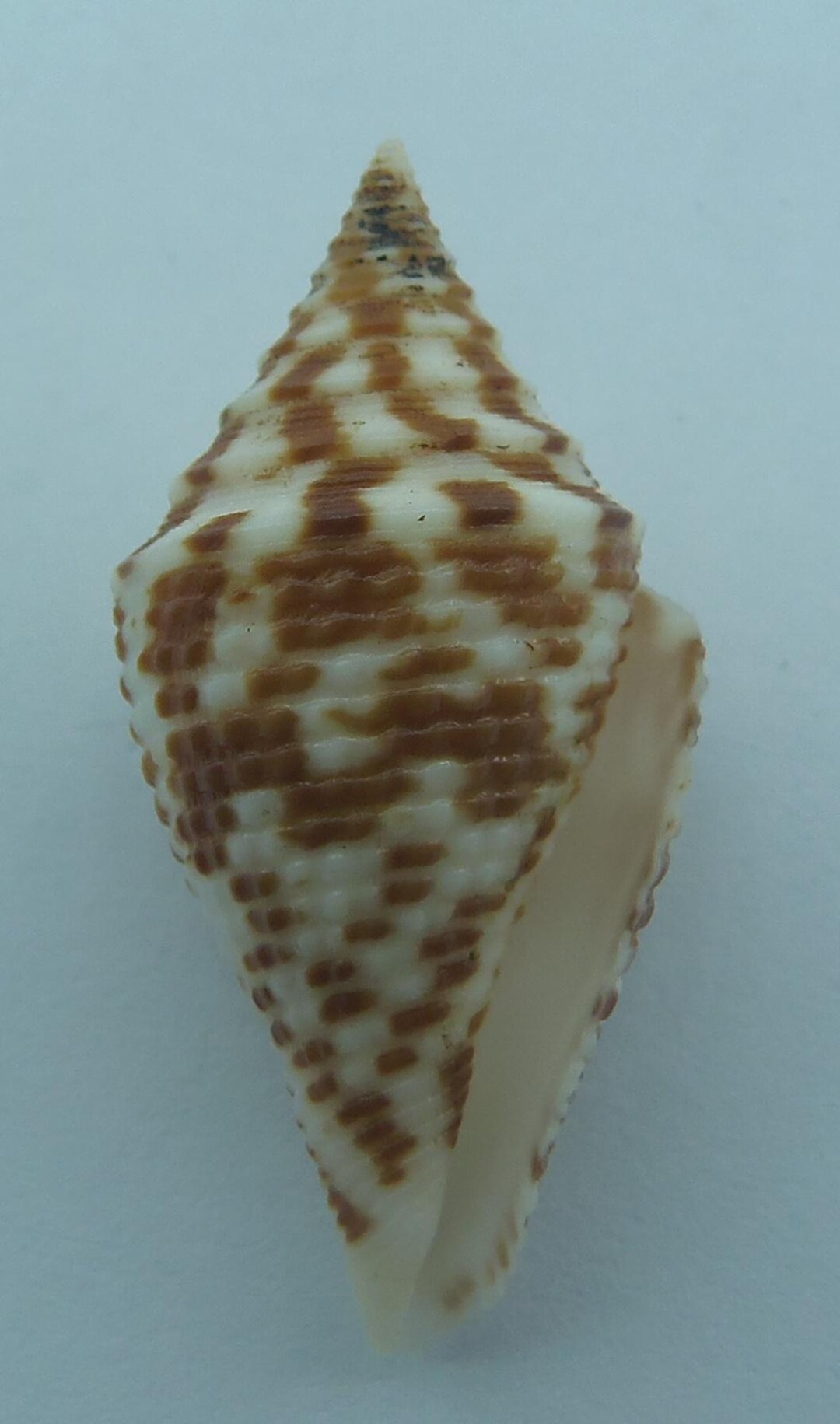 Seashells Cone Shells Conus Praecellens - Etsy