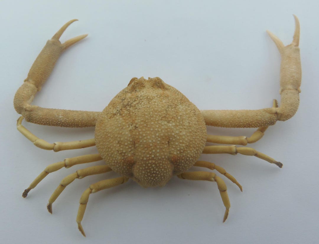 Preserved Crab Specimen Peeble Crab Toru Granuloides Marine Taxidermy ...