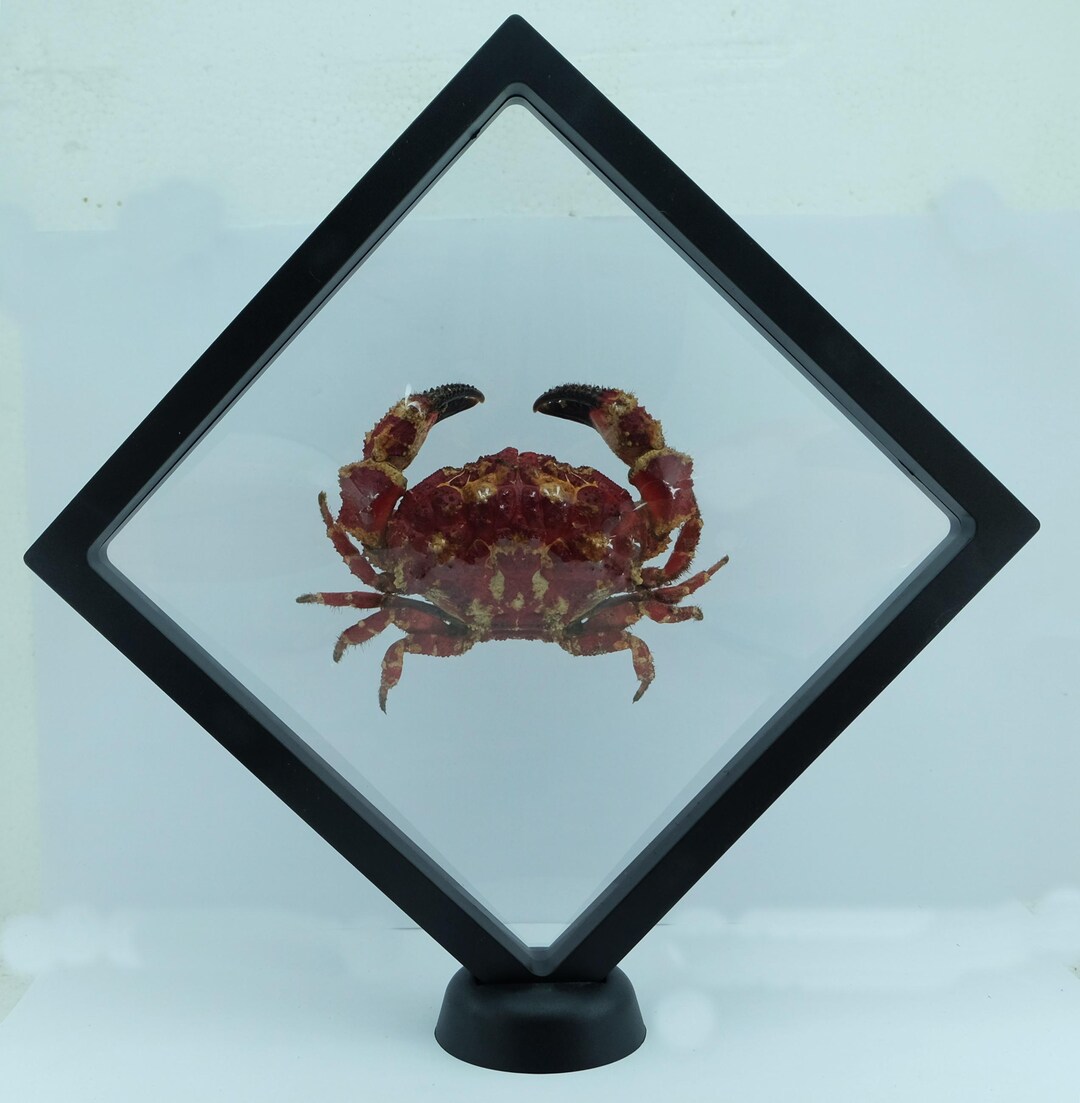 Preserved Crab Specimen Xanthid Crab Etisus Electra Marine Taxidermy ...