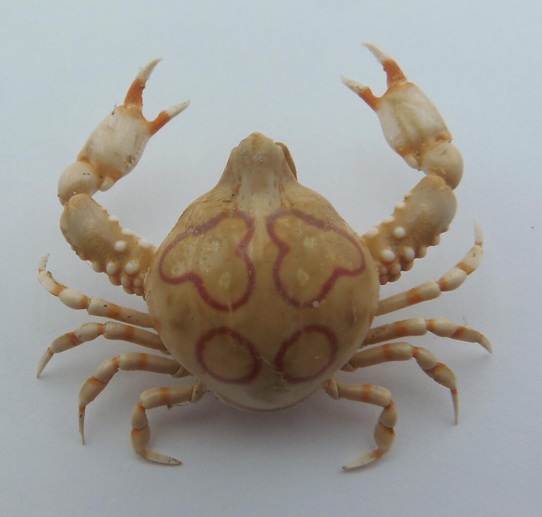 Preserved Crab Specimen Peeble Crab Leucosia Anatum Marine Taxidermy ...