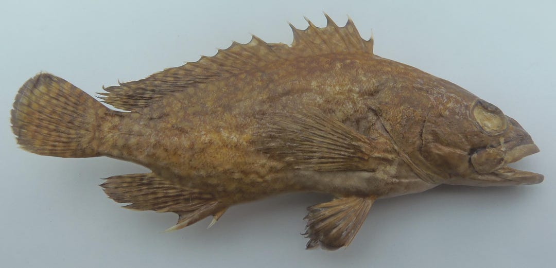 White-streaked Grouper Epinephelus Ongus Fish Taxidermy Oddities - Etsy