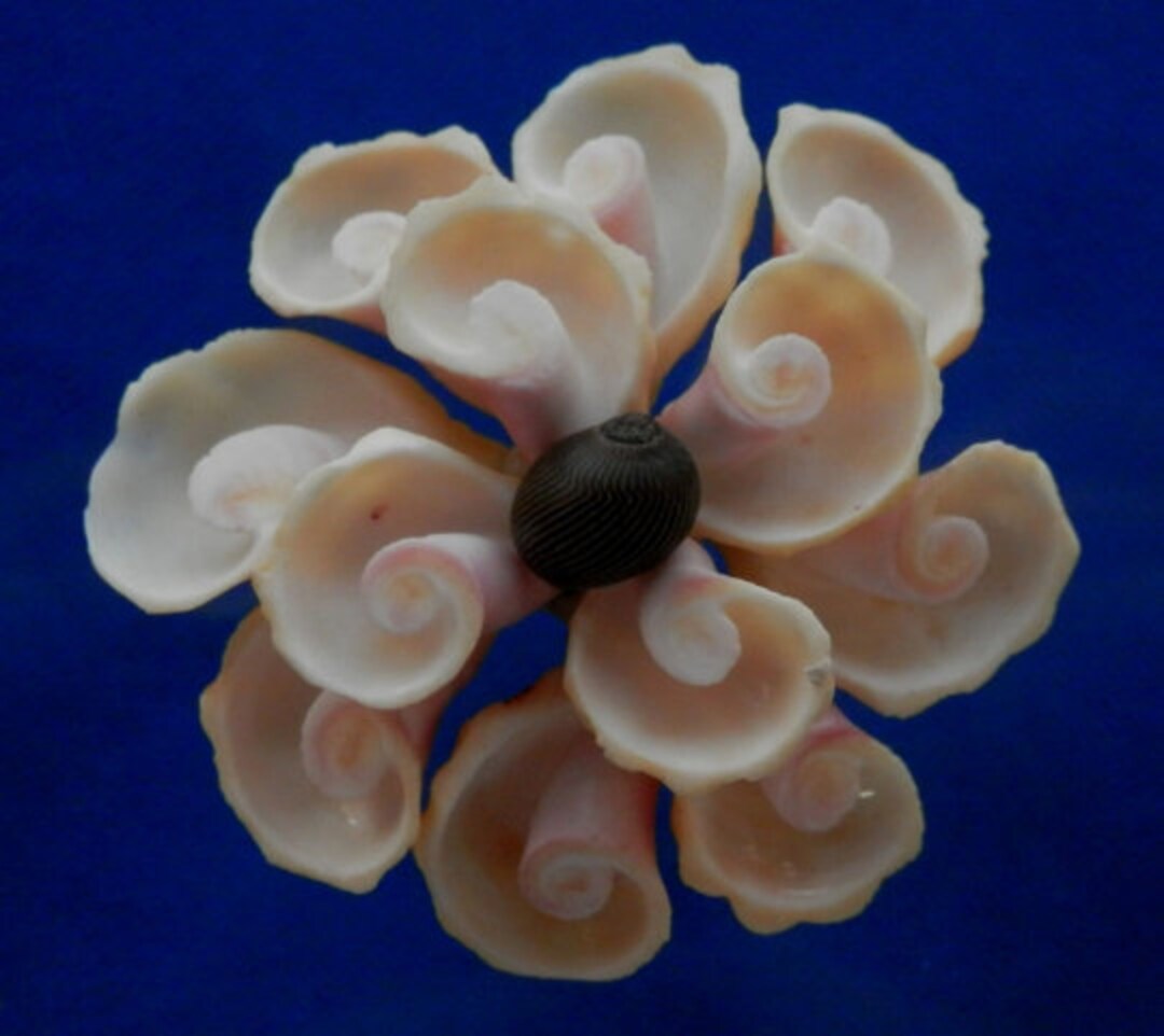 Craftshells Sailors Valentine Cut/slice Shells Drupa Morum - Etsy