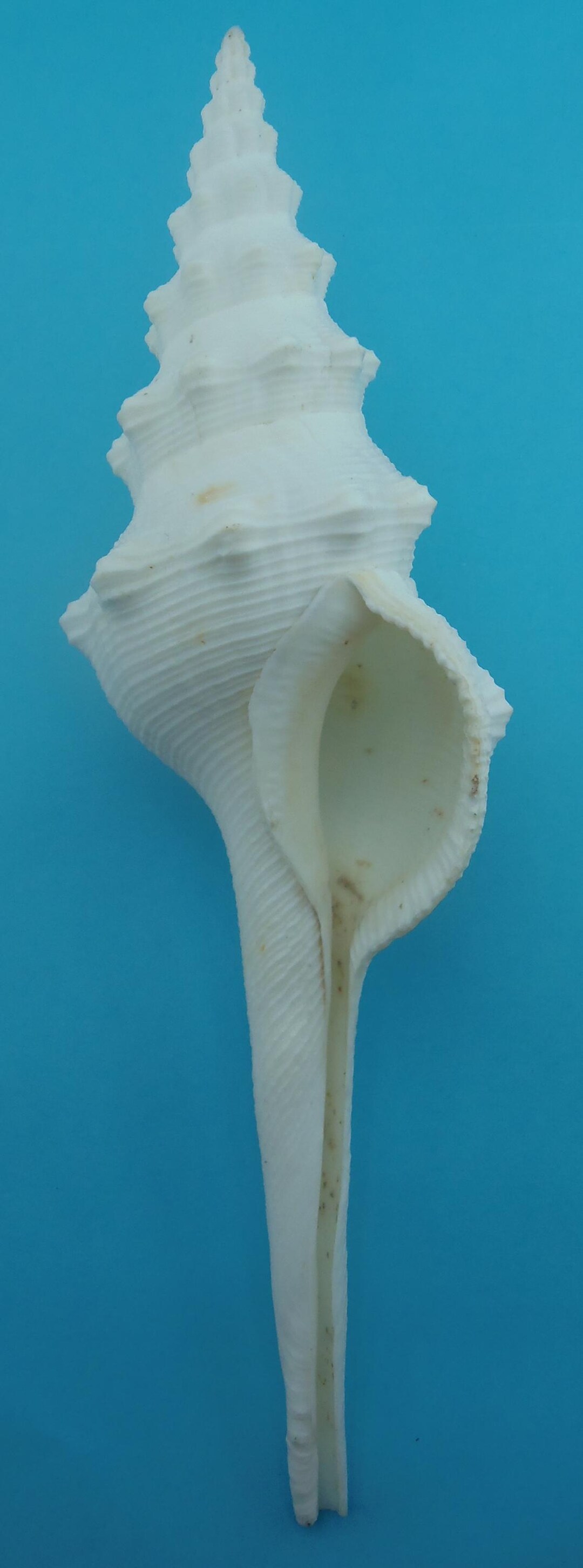 Seashells Sea Shell Fusinus Longissimus - Etsy