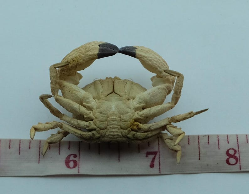 Preserved Crab Specimen Xanthid Crab Medaeops Granulosus Marine ...