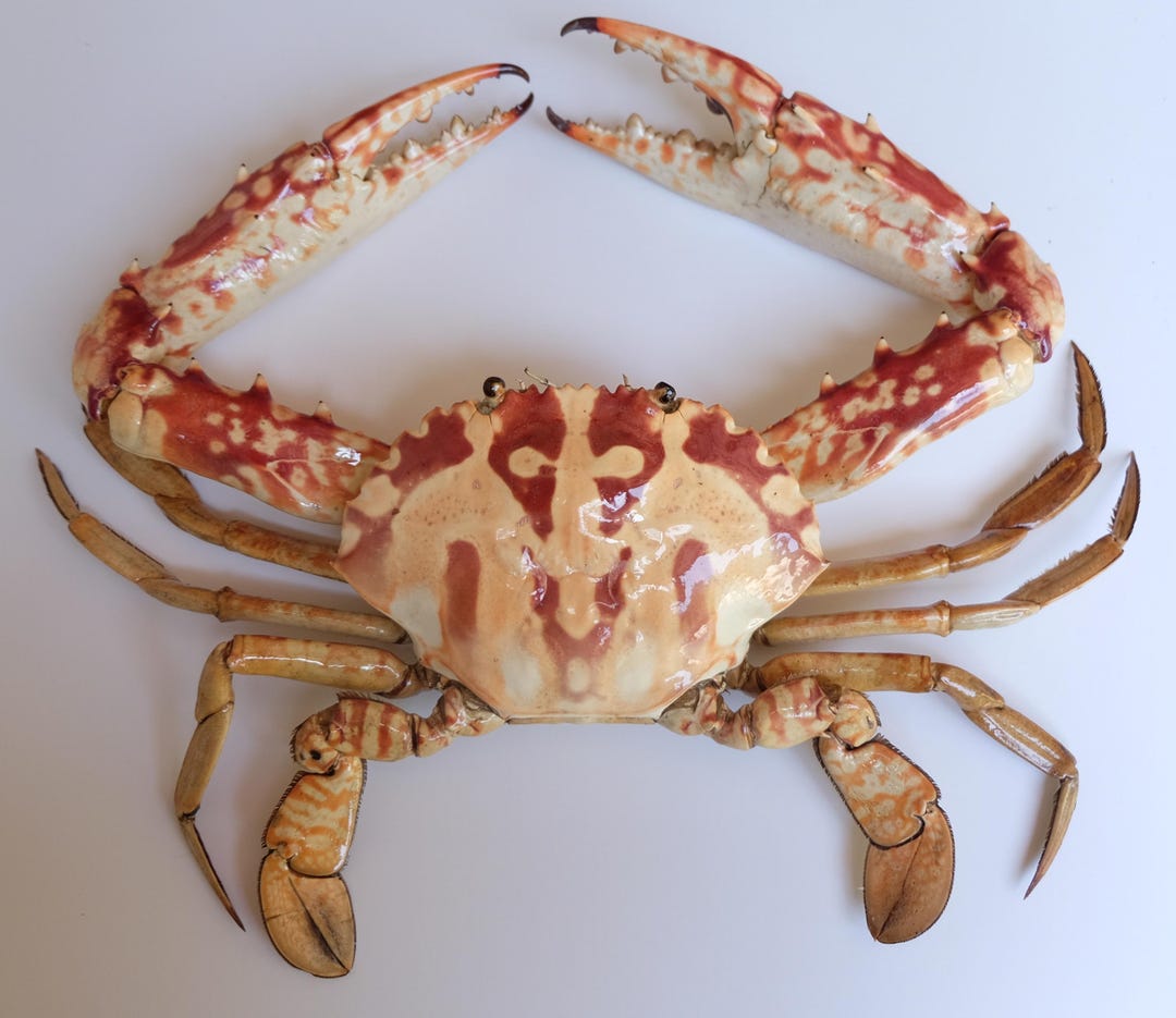 Crucifix Crab Charybdis Feriata Crab Taxidermy Oddities - Etsy