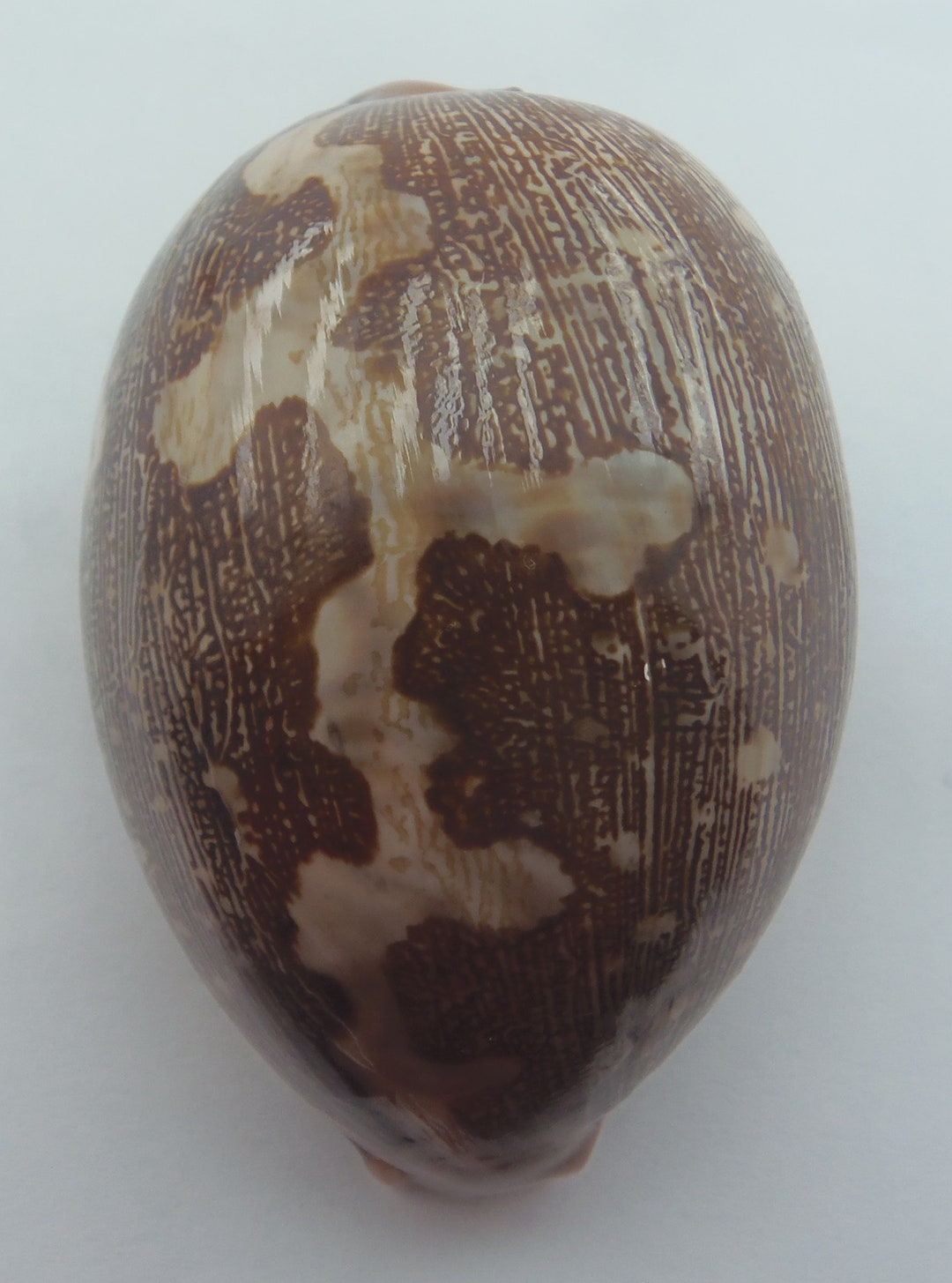 Seashells Map Cowry Leporicypraea Mappa - Etsy