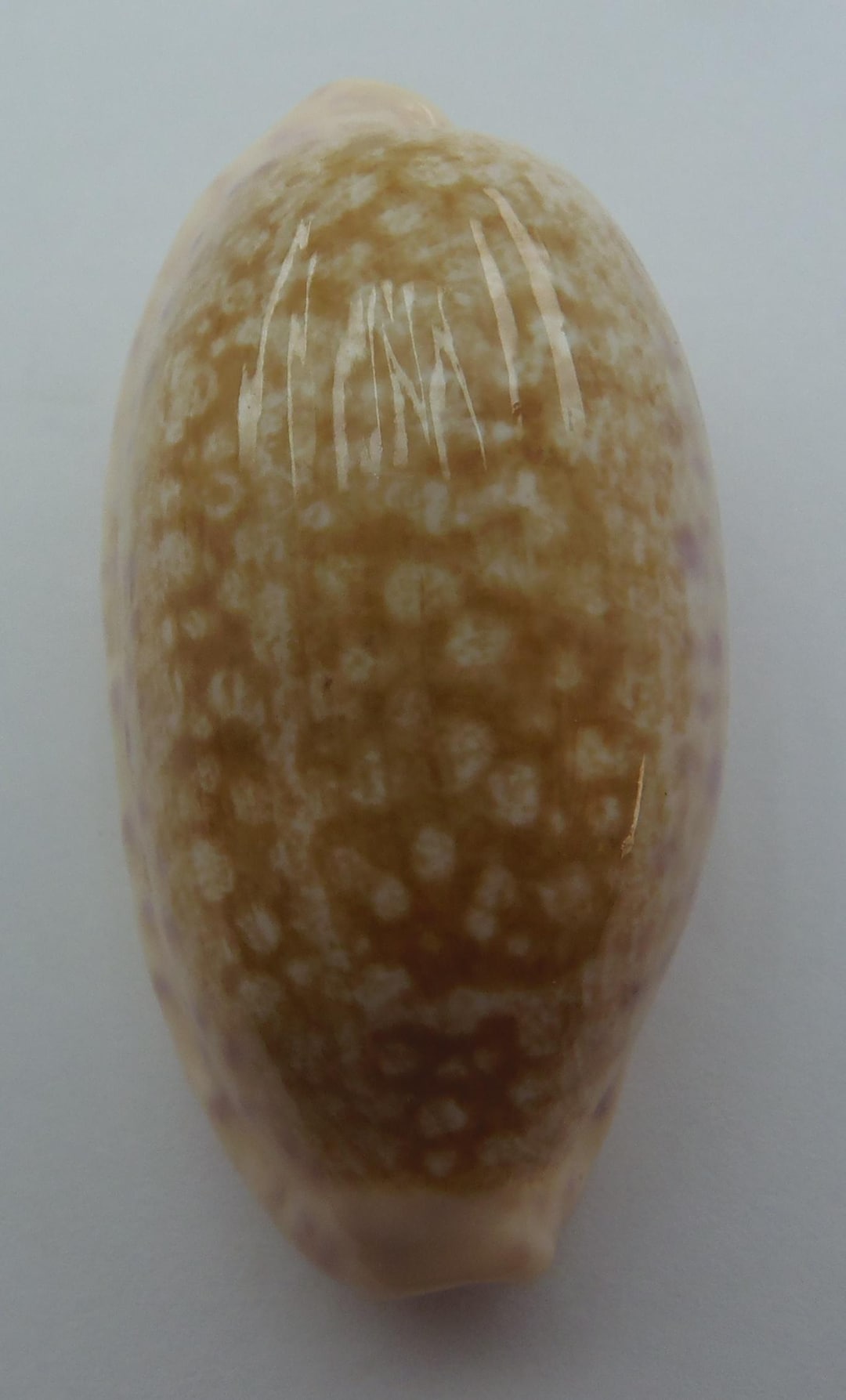 Seashells Chinese Cowrie Cypraea Ovatipsa Chinensis - Etsy