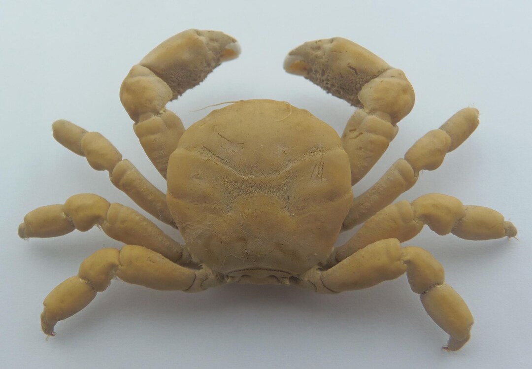 Preserved Crab Specimen Sponge Crab Metadynomene Devaneyi Marine ...