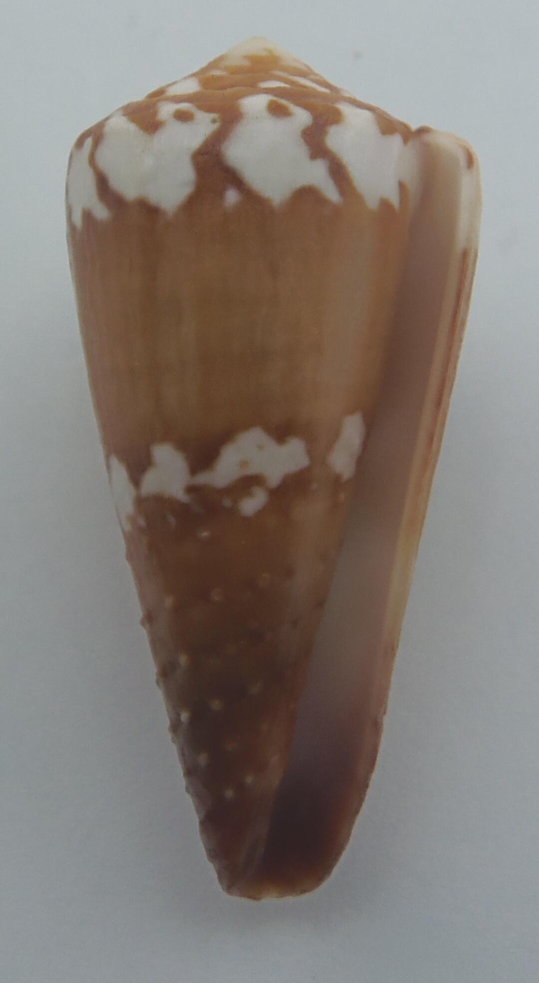 Seashells Lithograph Cone Conus Litoglyphus - Etsy
