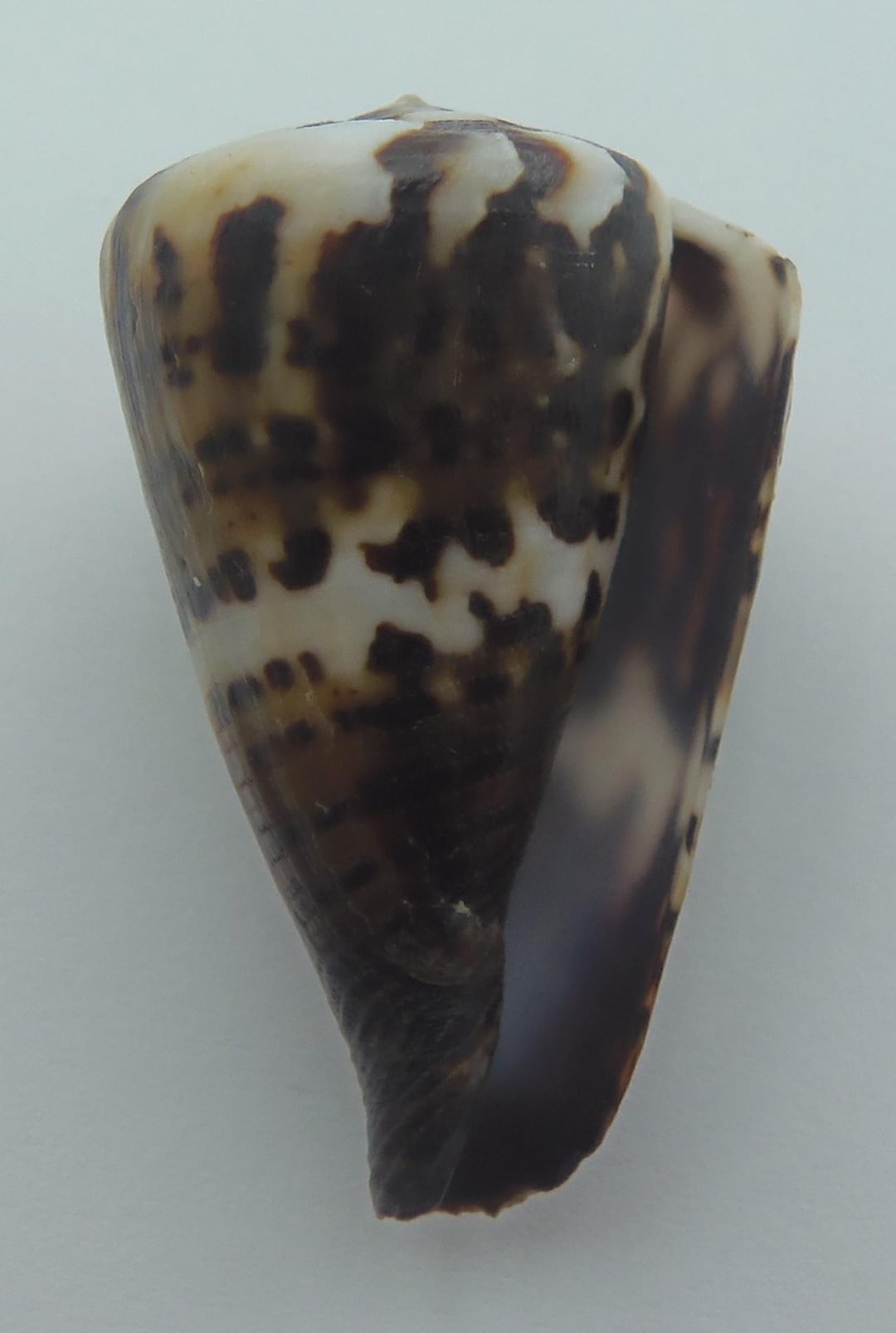 Seashells Captain Cone Conus Capitaneus - Etsy