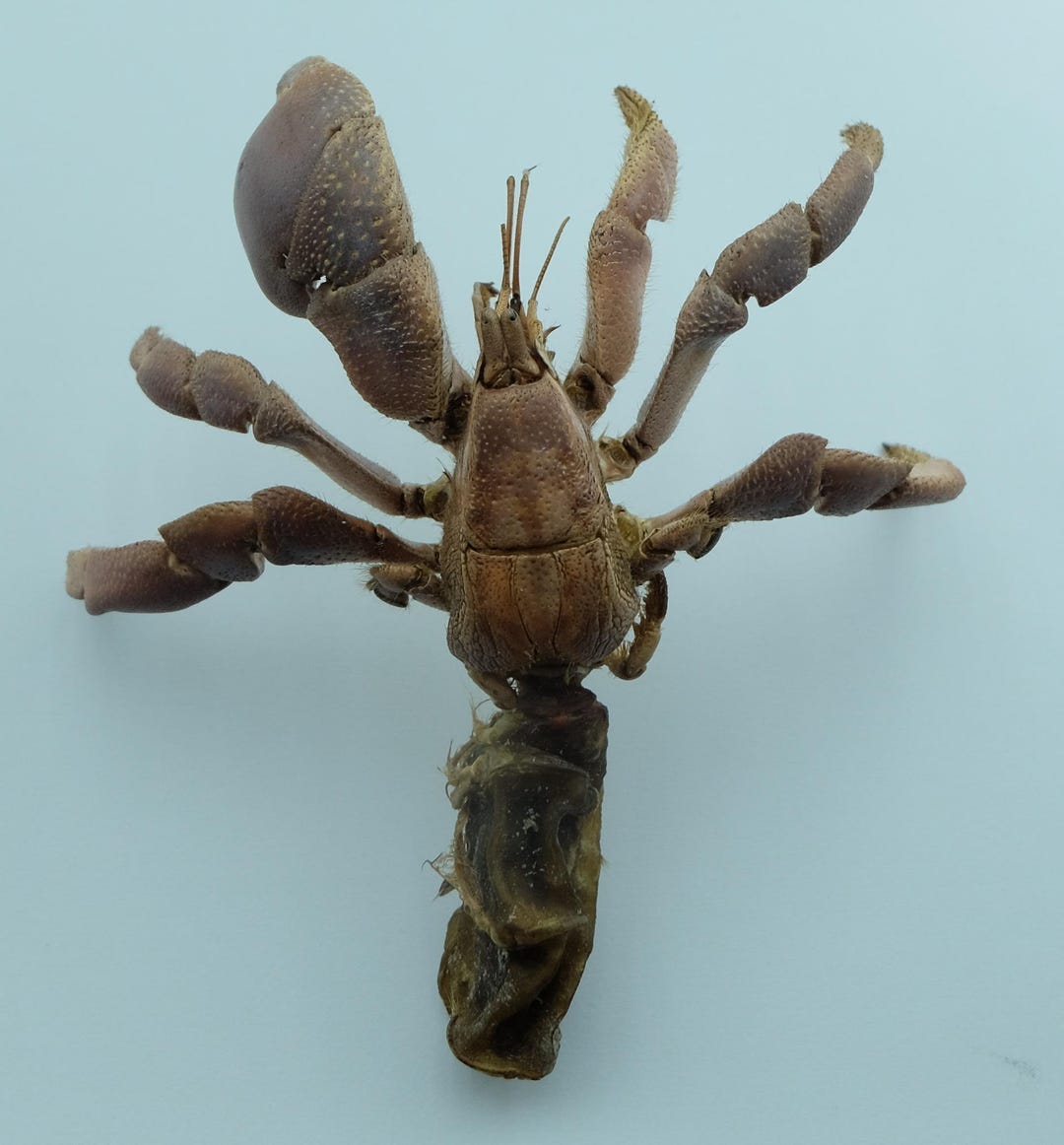 Preserved Crab Specimen Land Hermit Crab Coenobita Cavipes Marine ...