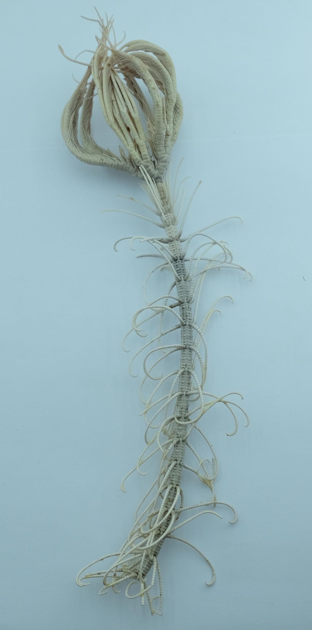 Echinoderms Stalked Crinoid Japanese Sea Lily Metacrinus Rotundus ...